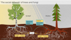 The Wood Wide Web: Underground Fungi-Plant Communication Network – The ...