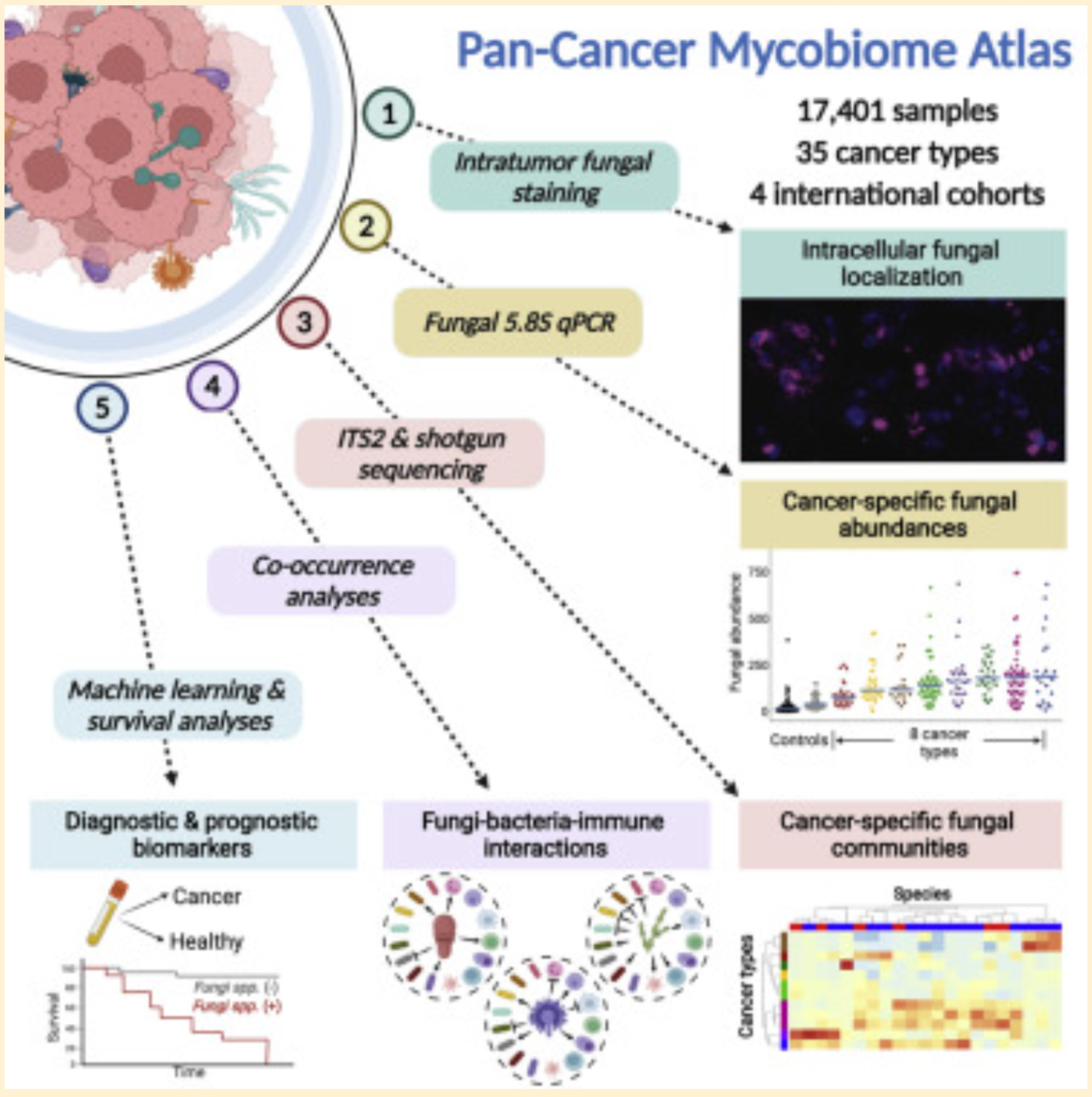 The Fungus Among Us: Fungal Presence in Cancerous Growths – The Aggie ...
