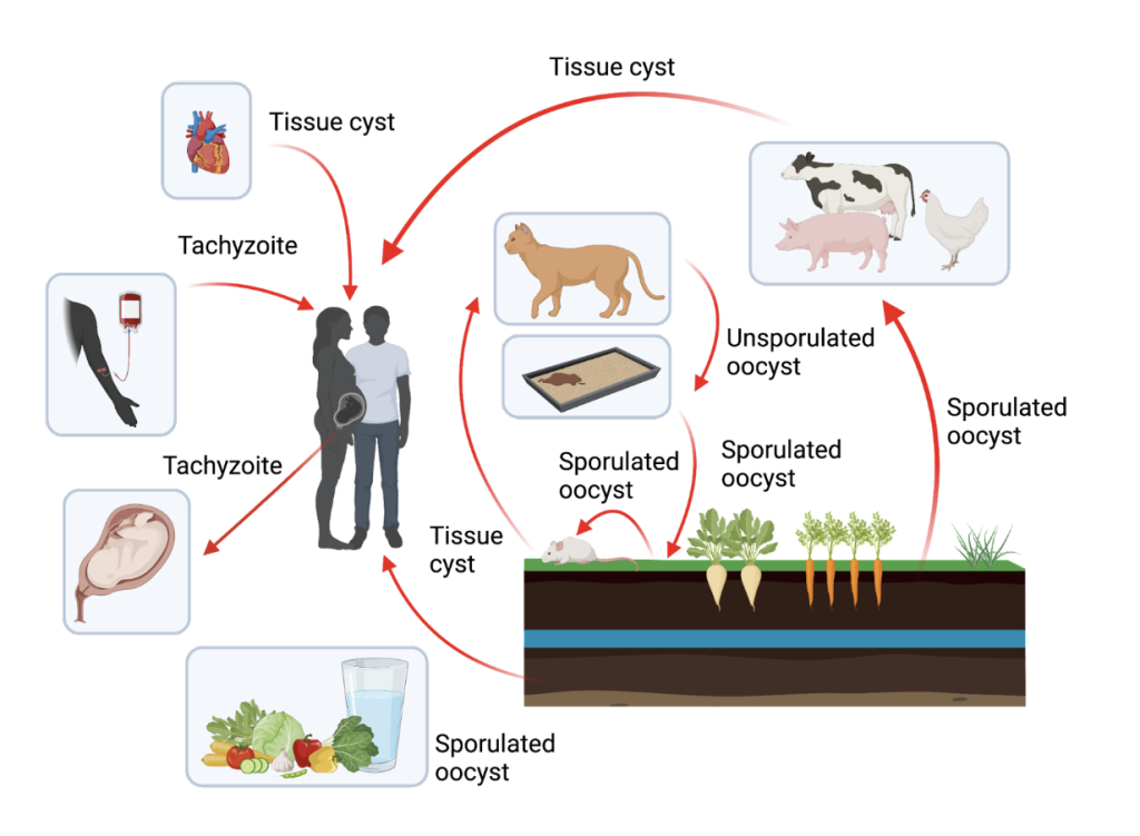How Toxoplasma gondii, a protozoa parasite, performs its parasitic ...