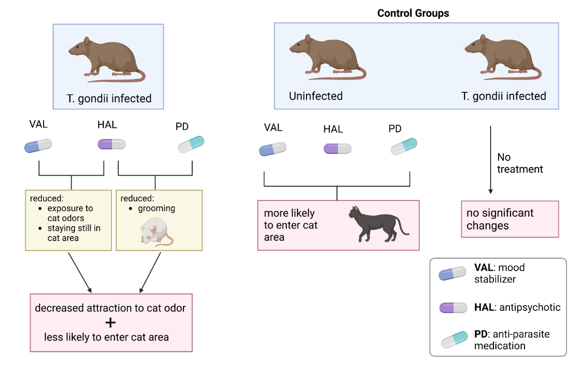 How Toxoplasma gondii, a protozoa parasite, performs its parasitic ...